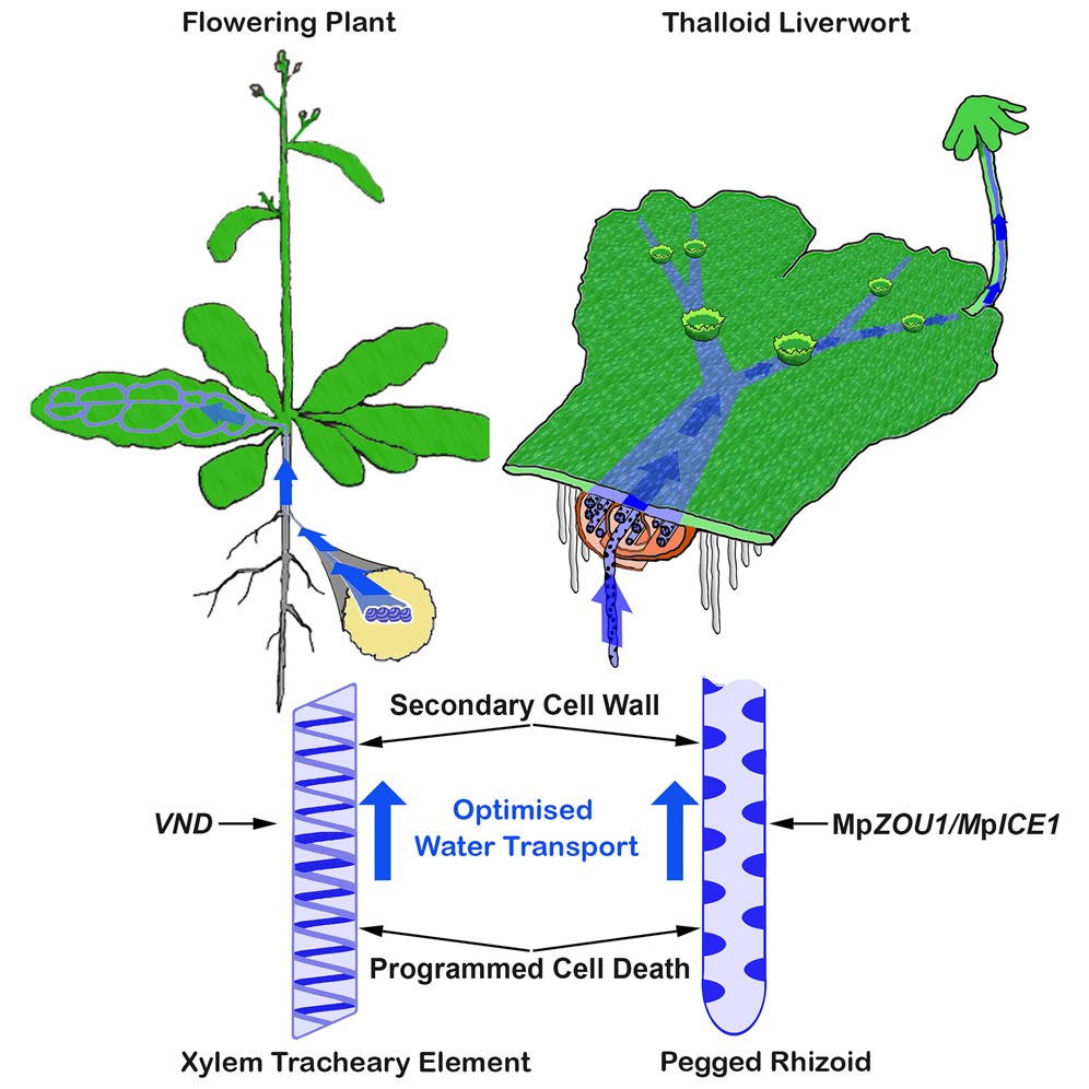 Cell Death Evo-Devo | Nowack Lab